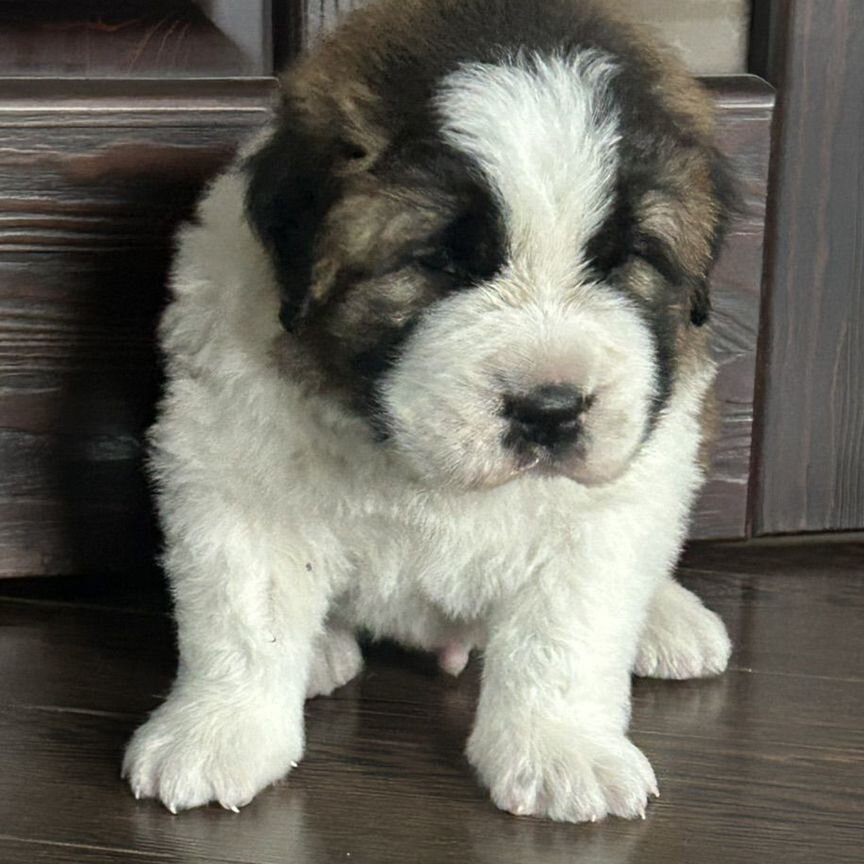 Московская сторожевая, щенок