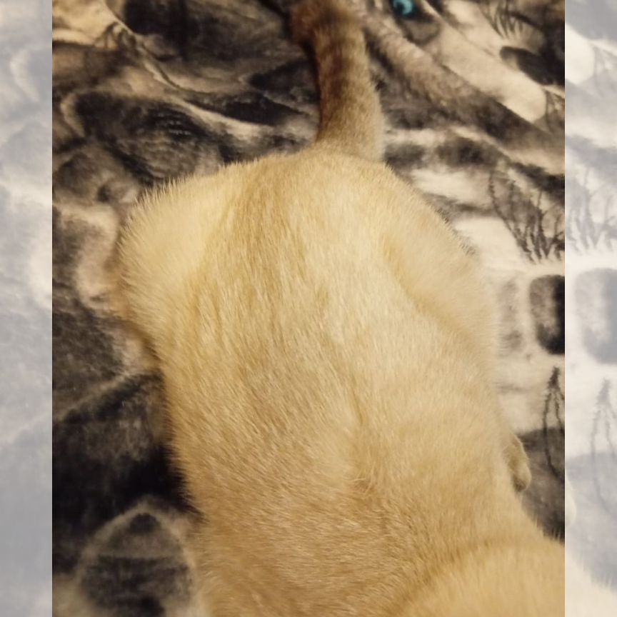 Шотландская