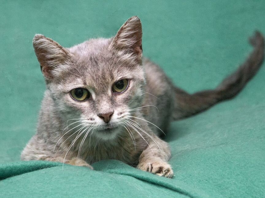 Ксюша супер ласкуша в дар