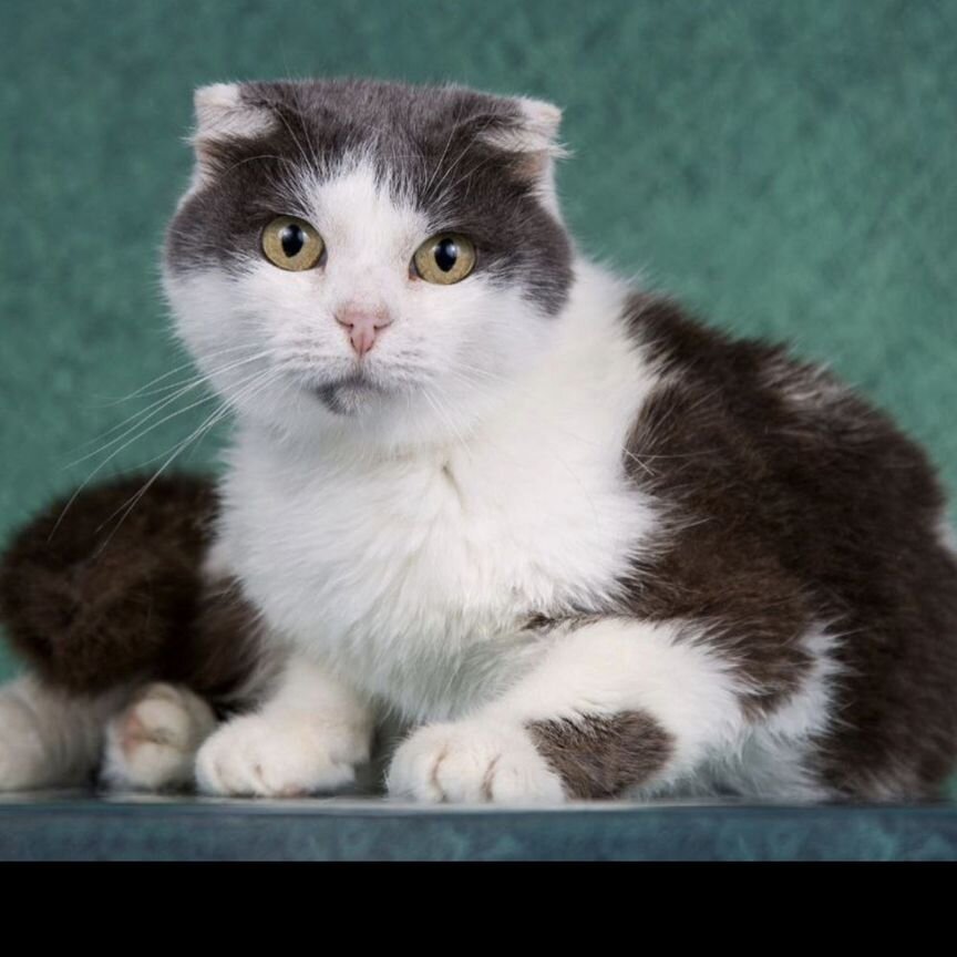 Кошечка Незабудка