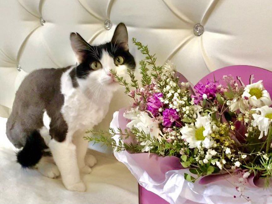 Сладкая парочка Твикс