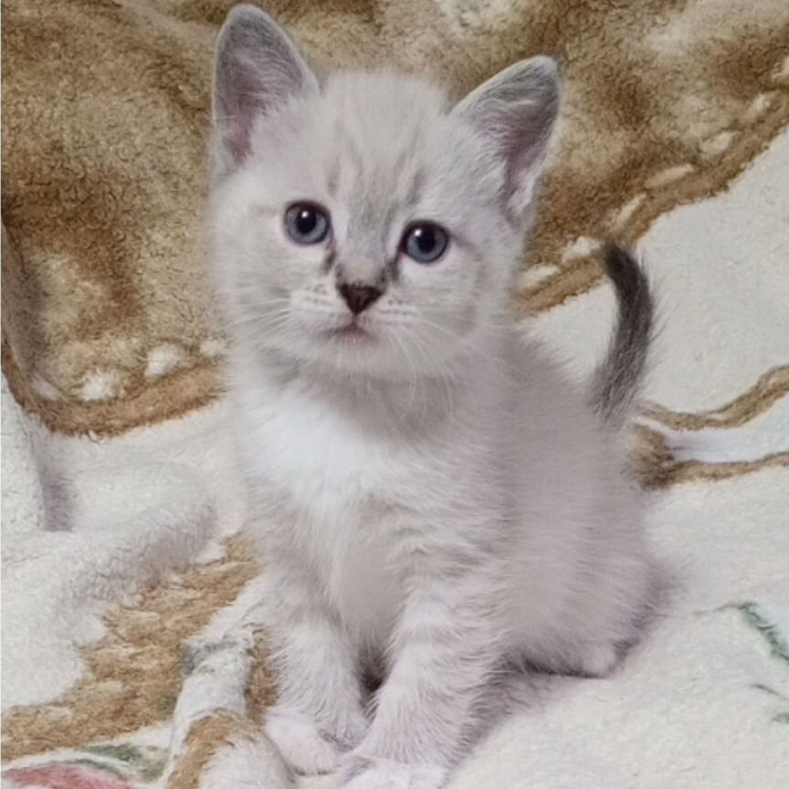 Шотландский прямоухий короткошёрстный котёнок