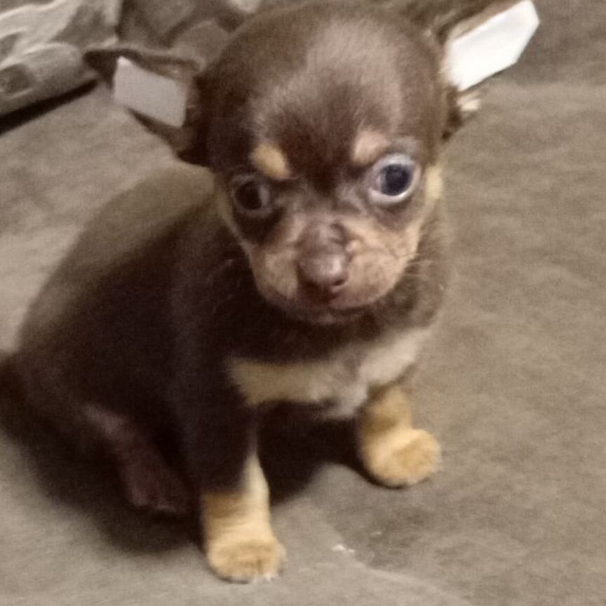 Чихуахуа, щенок