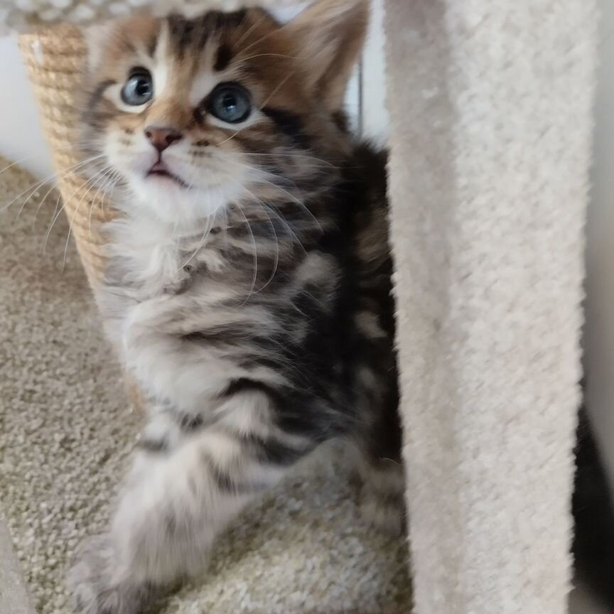 Котята мейн-кун