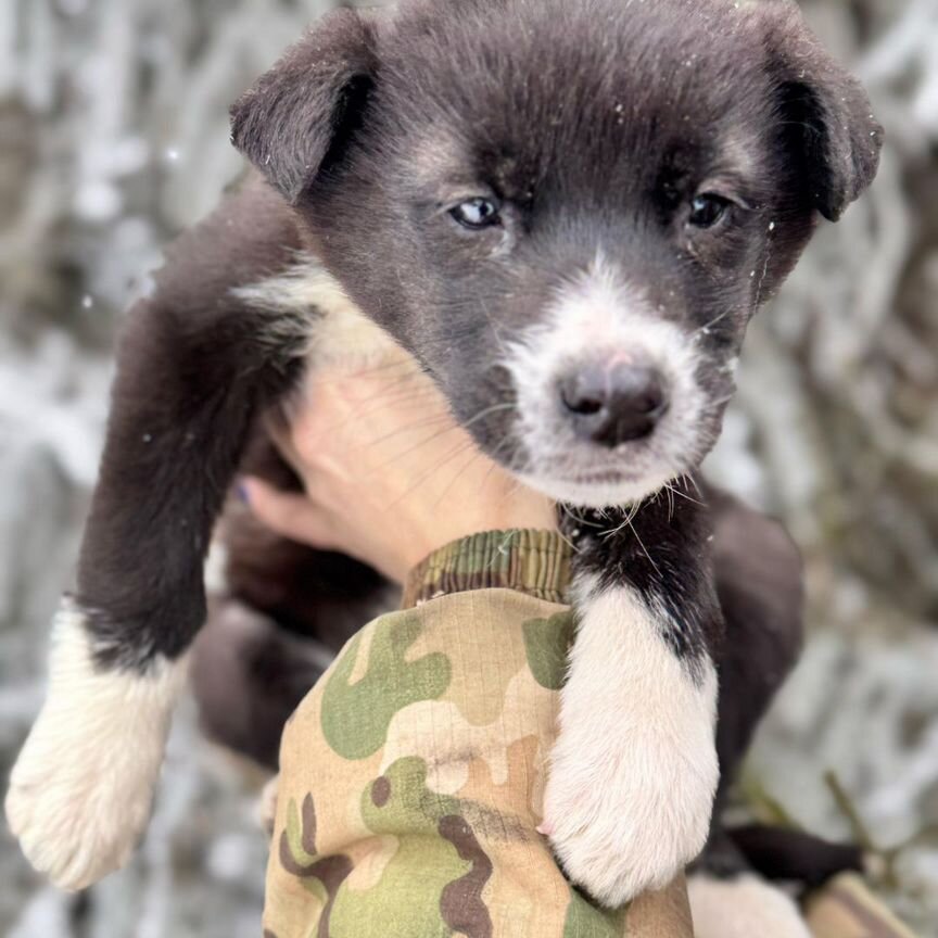 Щенки бесплатно