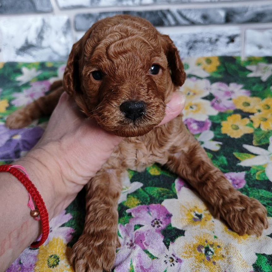 Той-пудель, щенок