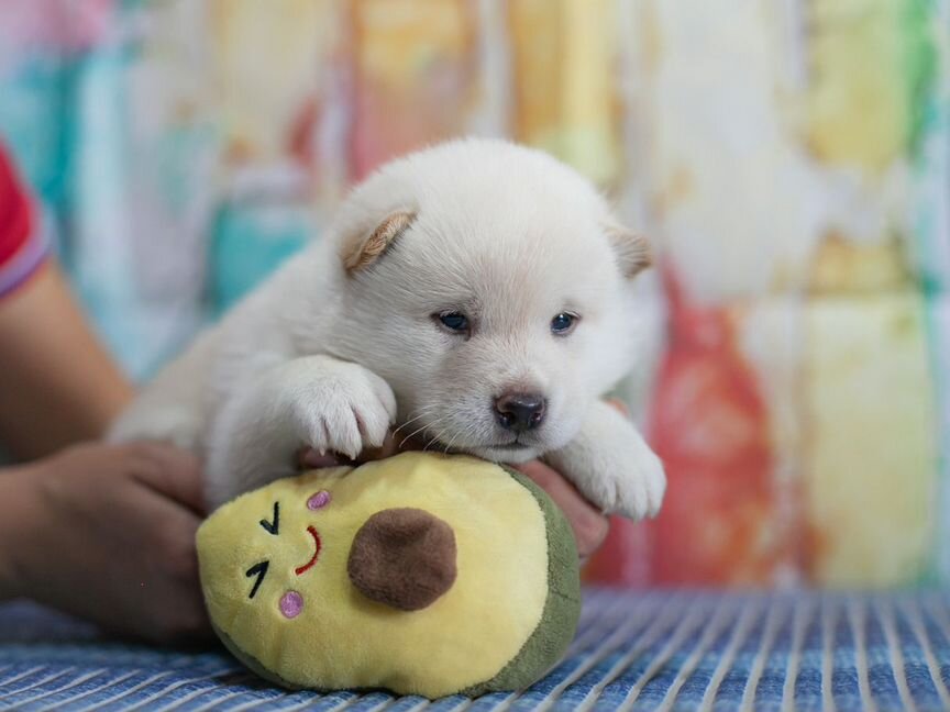 Щенки белого и красного окраса