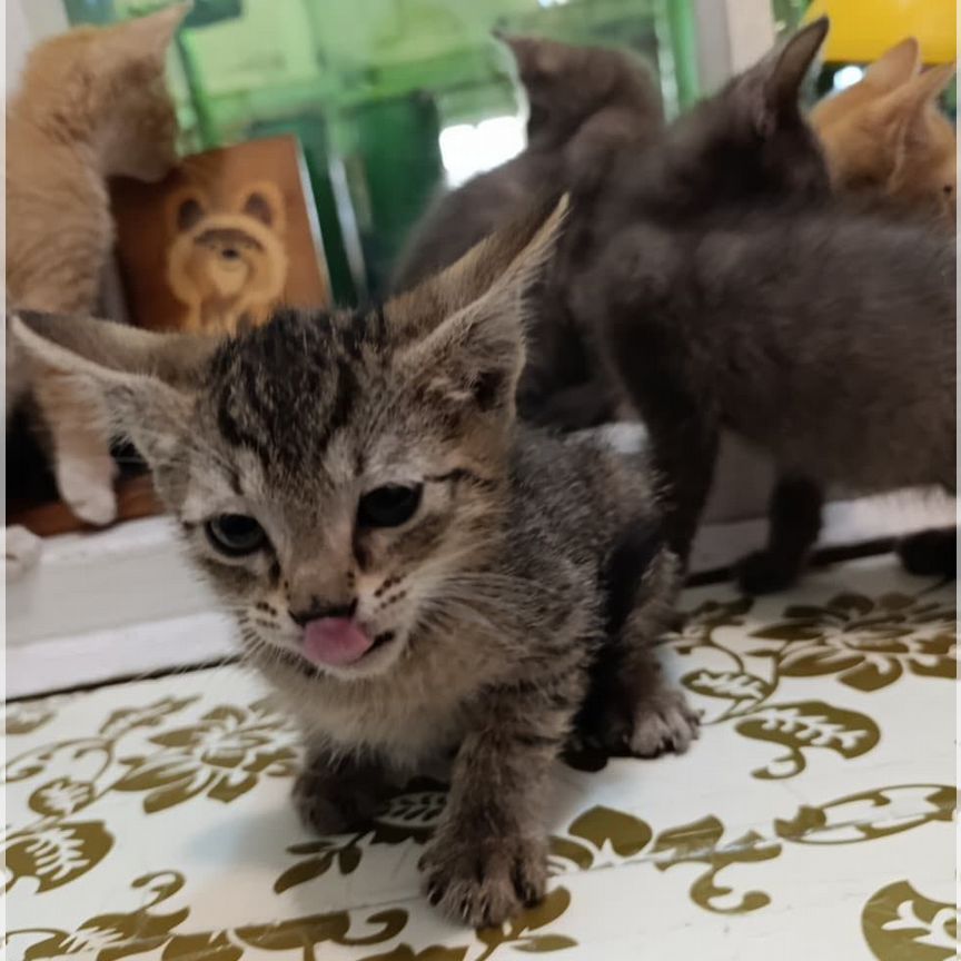 Котёнок в добрые руки