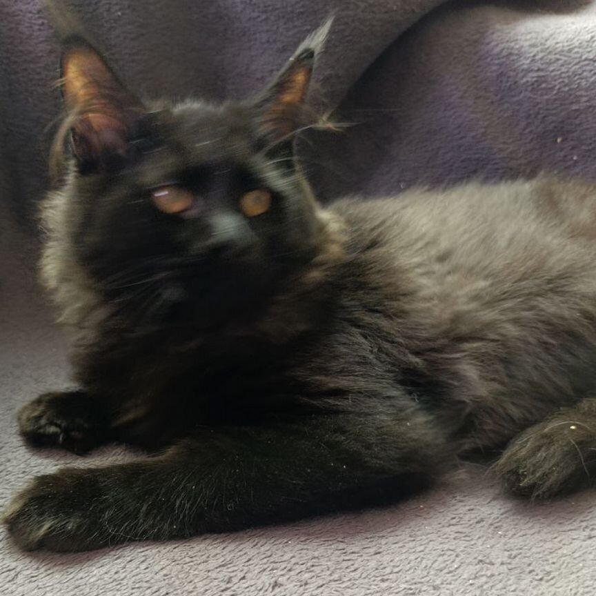 Мейн-кун котёнок