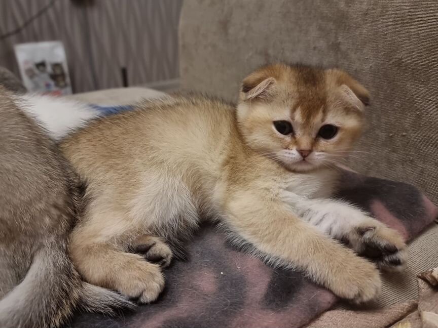 Шотландские прямоухие, вислоухие котята