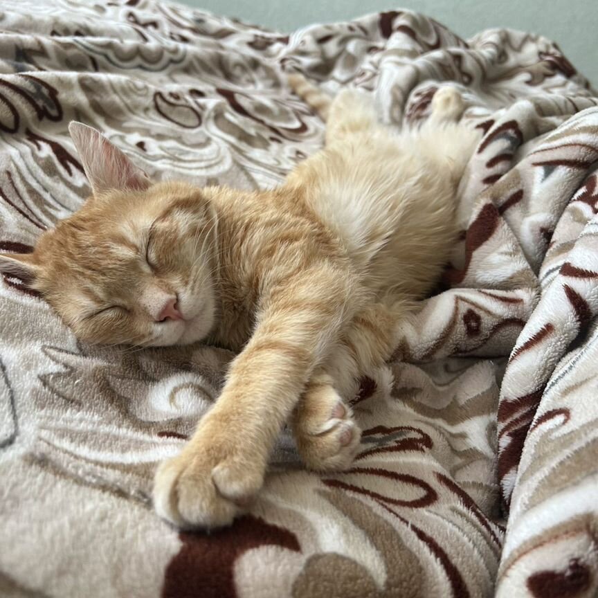 Рыжий котенок(мальчик) в добрые руки