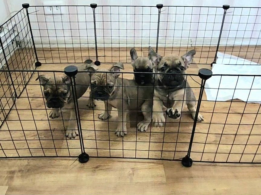 Французский бульдог