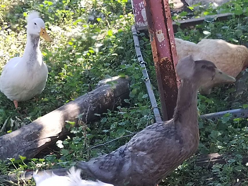 Утки хохлатые. Пара