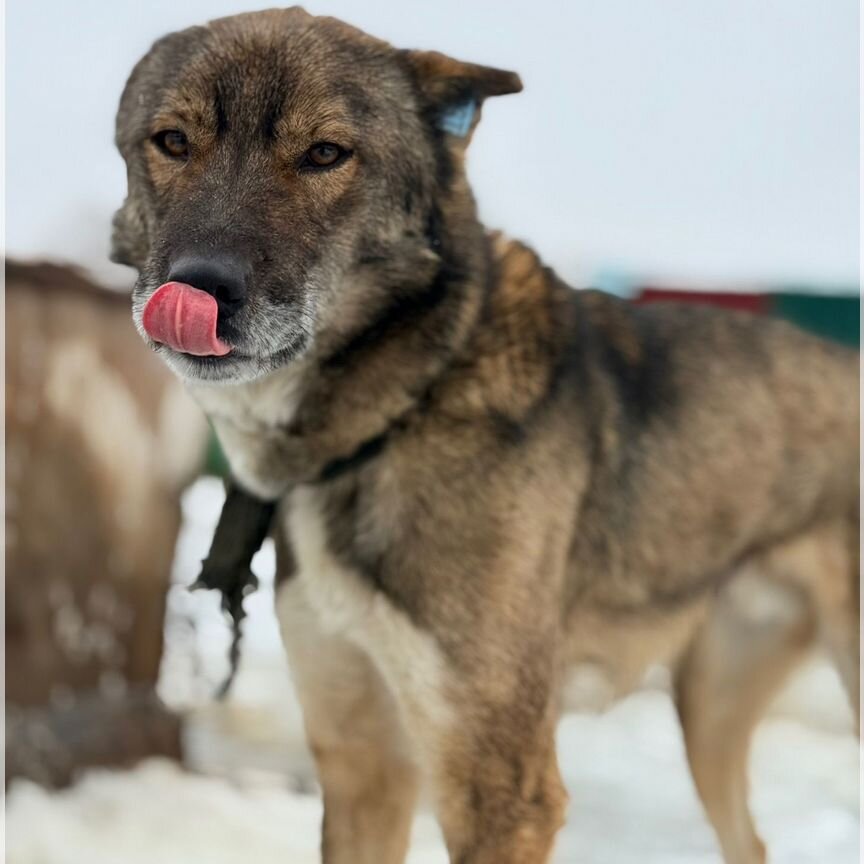 Взрослый пёс в добрые руки
