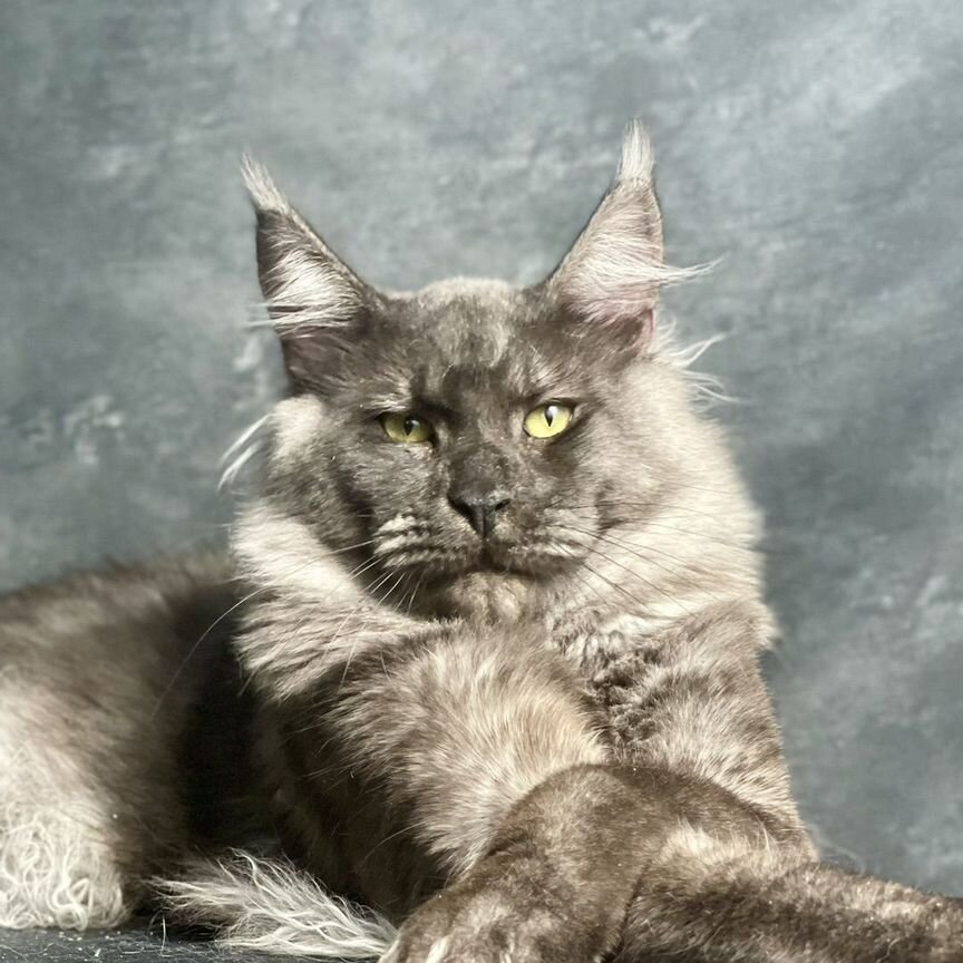 Мейн-кун черный дым котенок