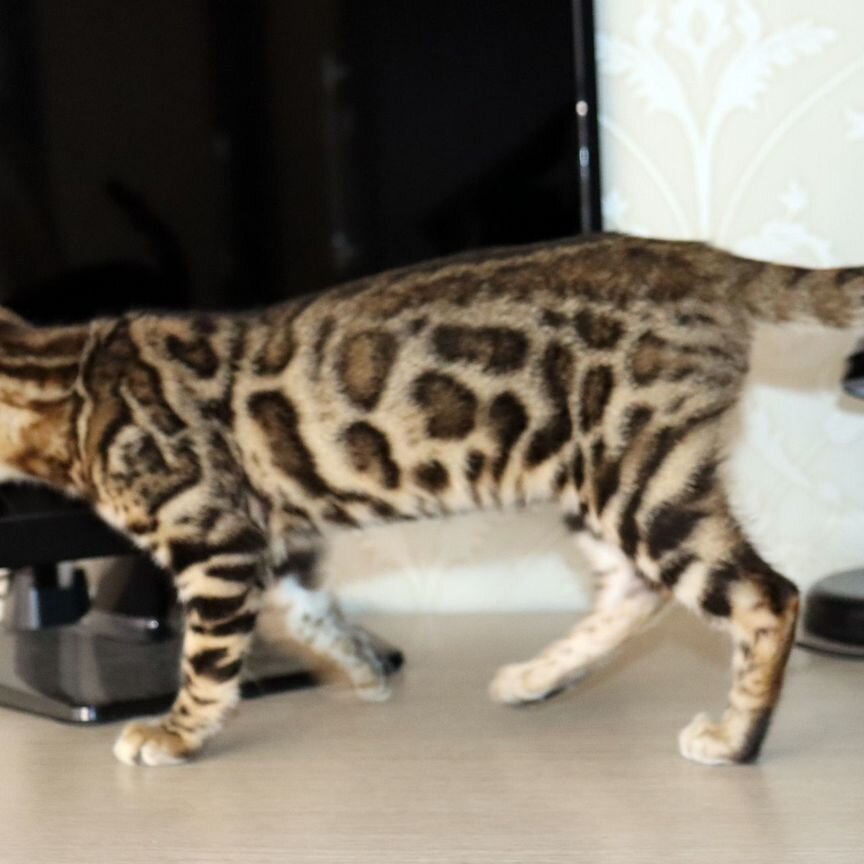 Бенгальские котята