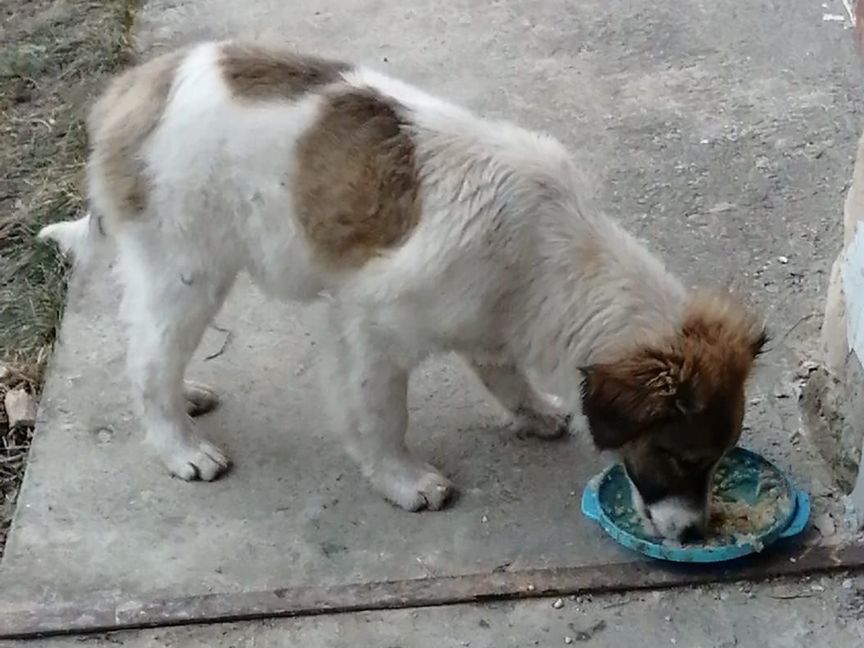 Щенок 6 месяцев мальчик в добрые руки
