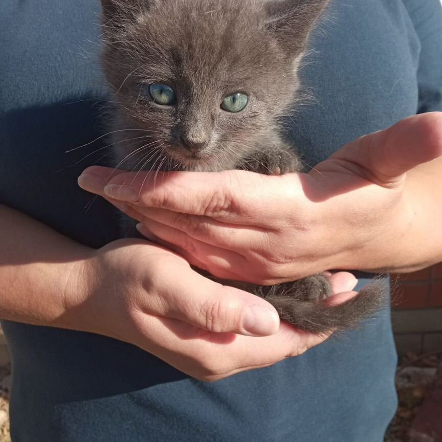 Котята