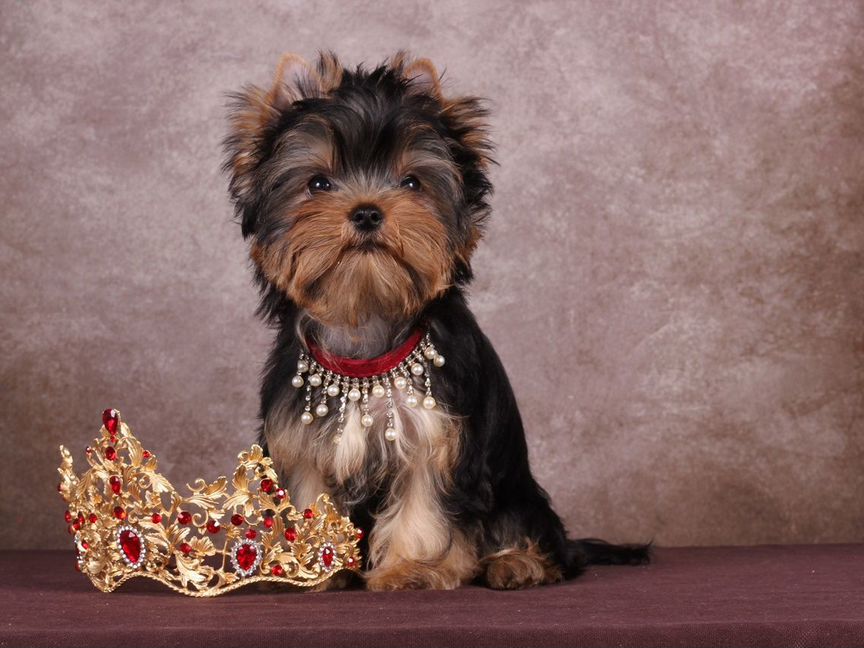 Йорка роскошная Абби Бриллиант Души РКФ