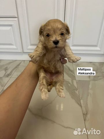 Мальтипу ф1 микро девочка капучино baby girl