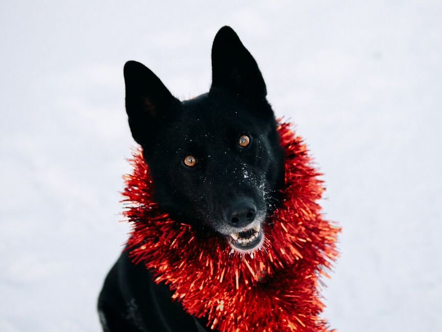Сева - настоящий антидепрессант