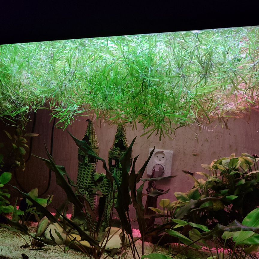 Валиснерия мини