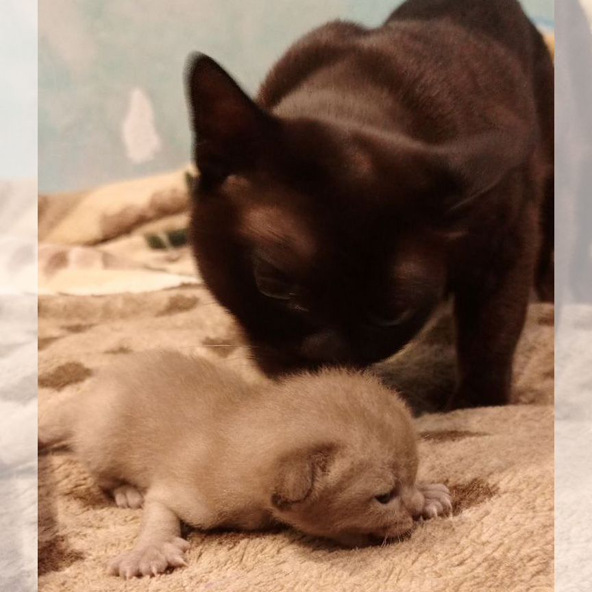 Европейский бурманский котёнок