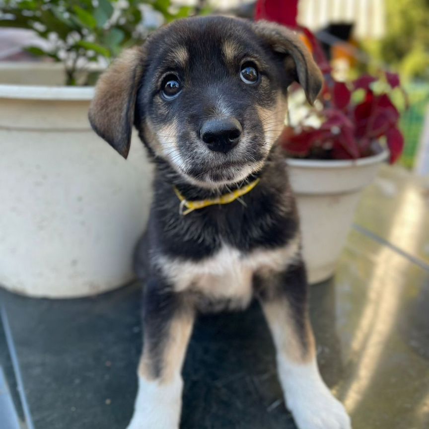 Щенулька симпапулька в добрые руки