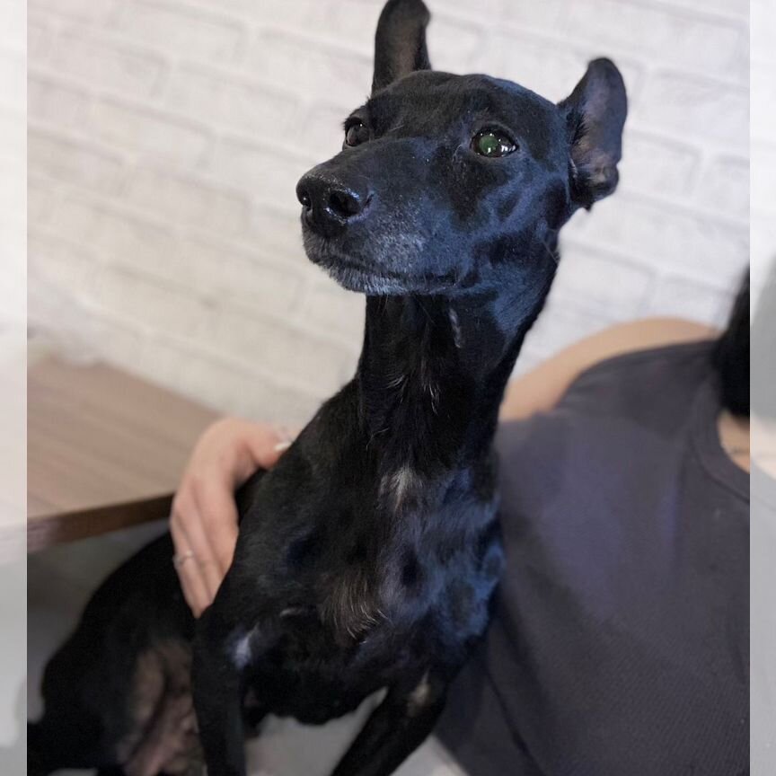 Карликовая такса, взрослая собака