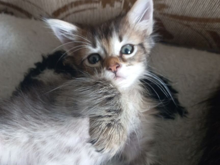 Котята