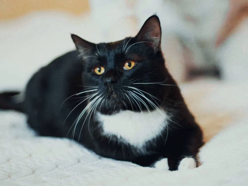 Кот ждёт свой дом
