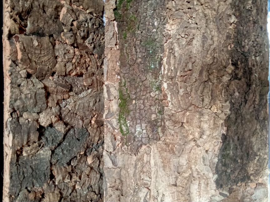 Фон для террариума из пробковой коры