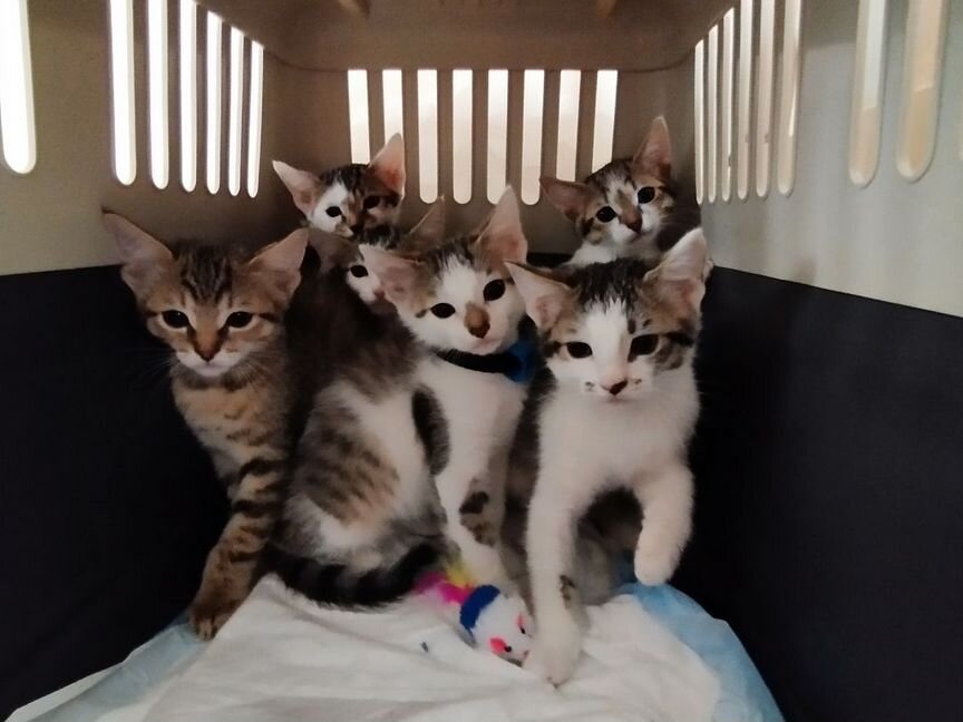 Котенок 2 месяца + прикорм