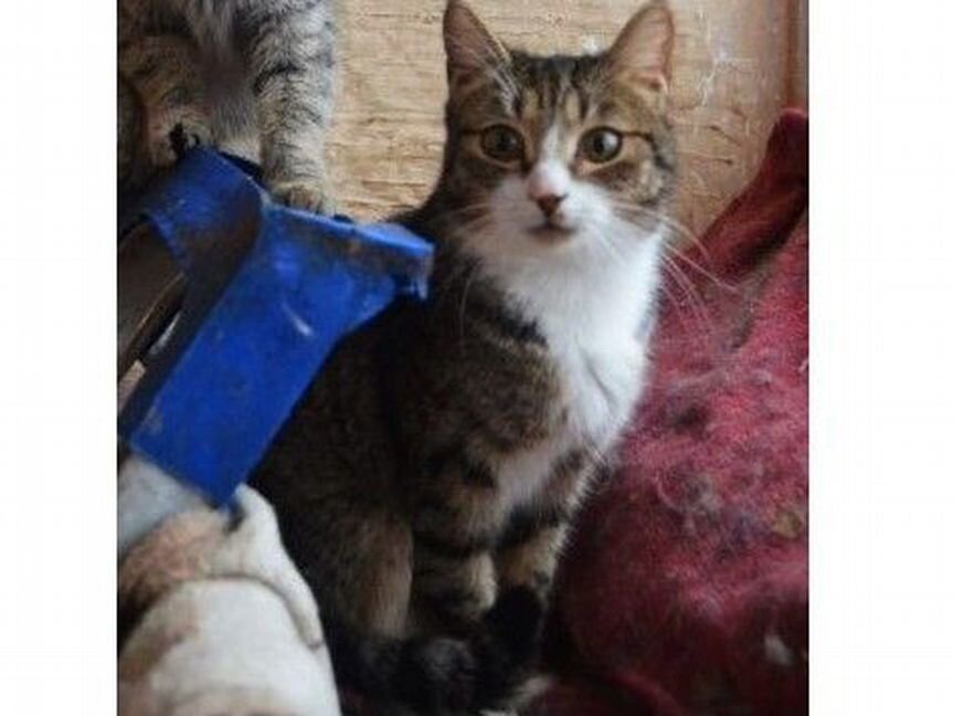Отдам кота. 1 год. Кастрирован