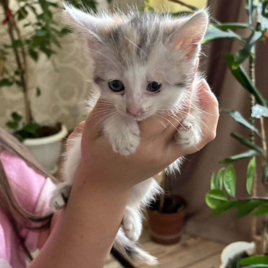 Котенок в добрые руки
