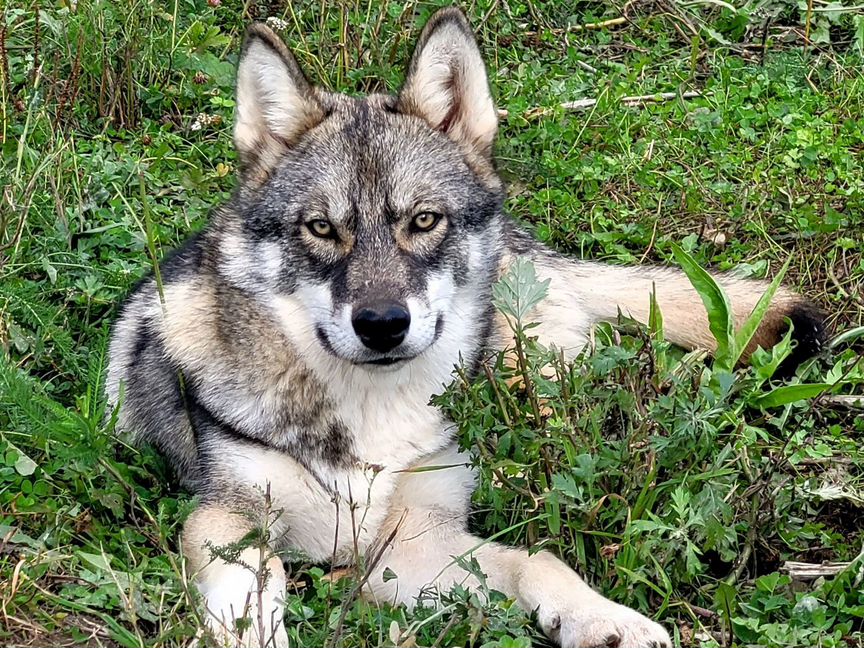 Волкособ мальчик