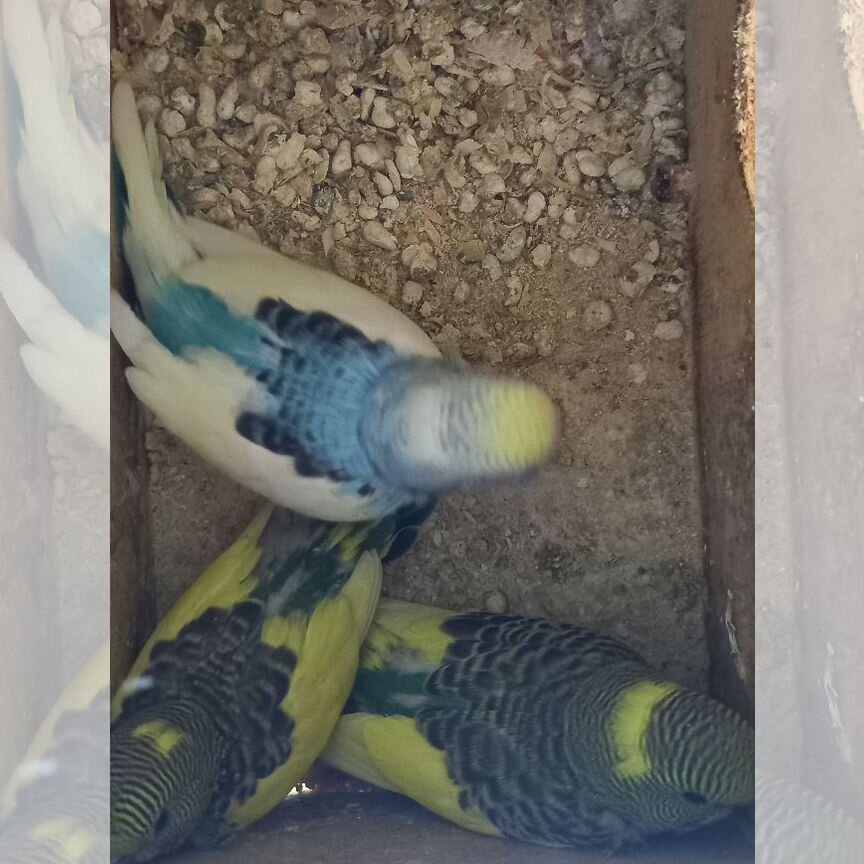 Волнистый попугай