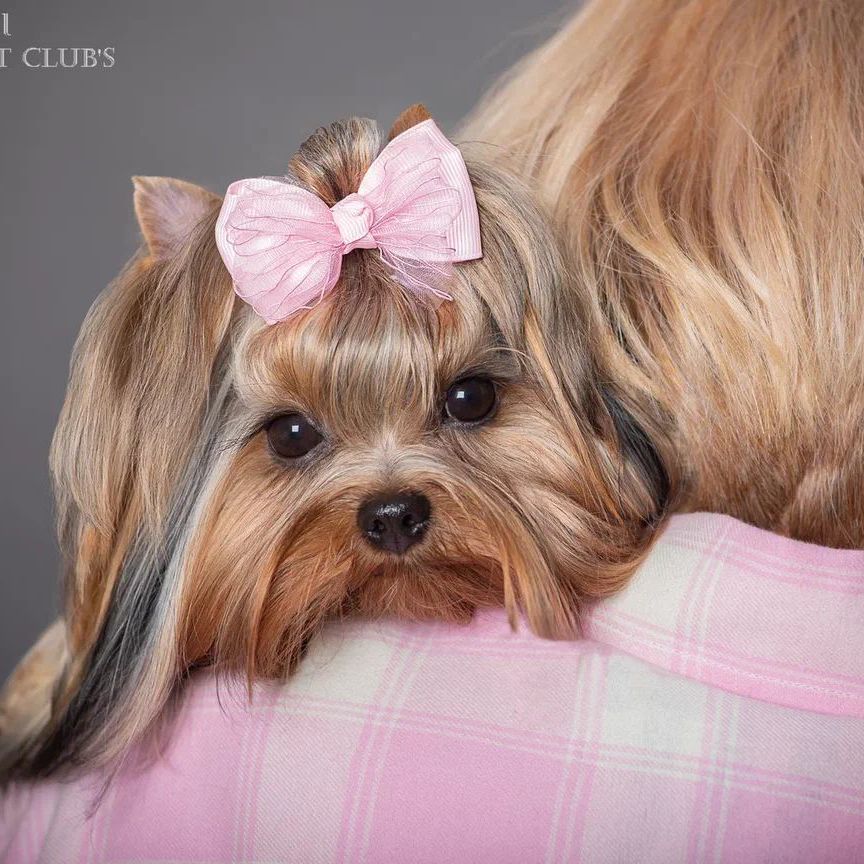 Девочка йоркширского терьера