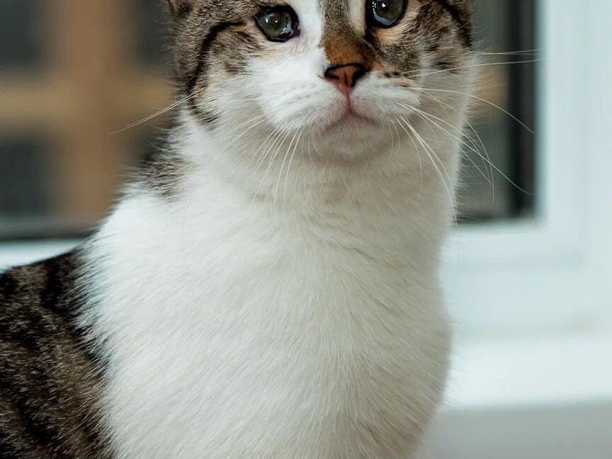 Котенок мальчик Гриша 11 мес