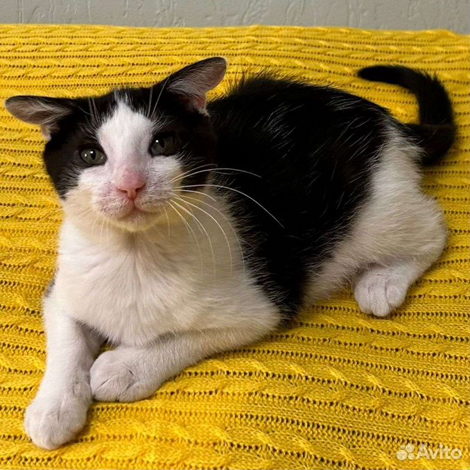 Уникальный котенок Лиза ищет семью