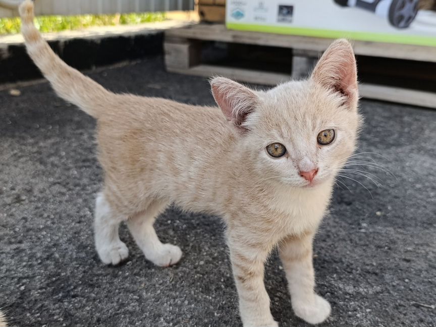 Кошки в добрые руки