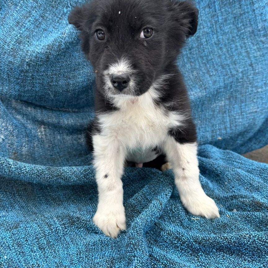 Щенок в добрые руки бесплатно