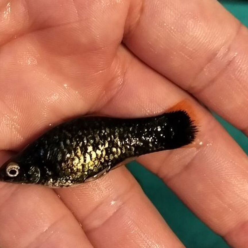 Отдам в добрые руки меченосцы черные