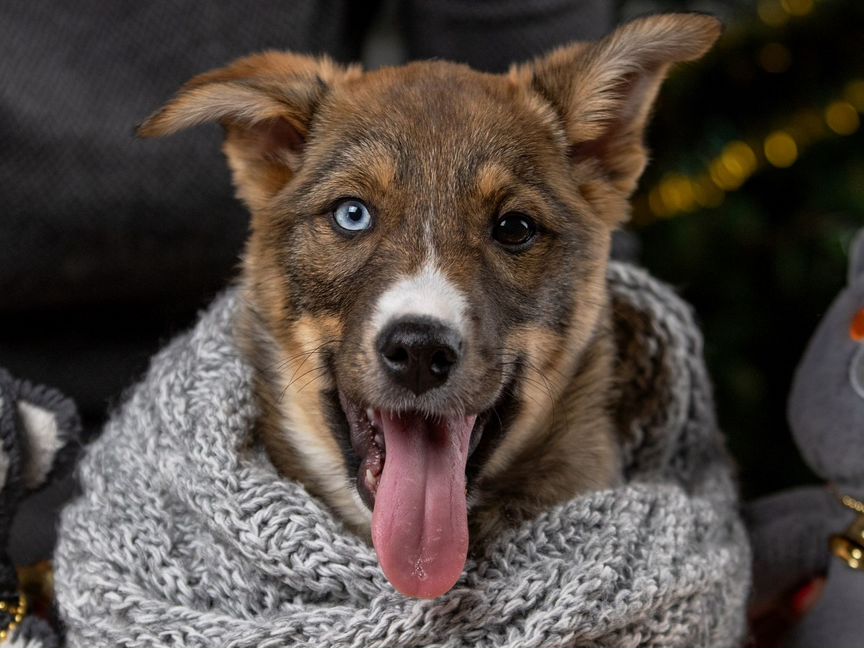 Собака девочка