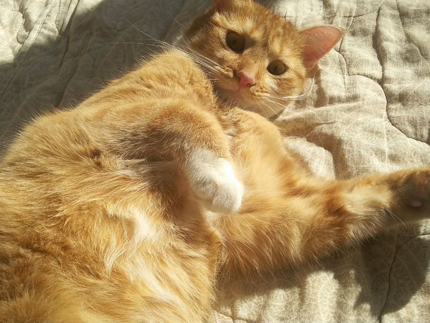 Кошка Нэнси 2 года, в надёжные руки
