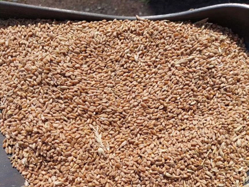 Кормовой ячмень