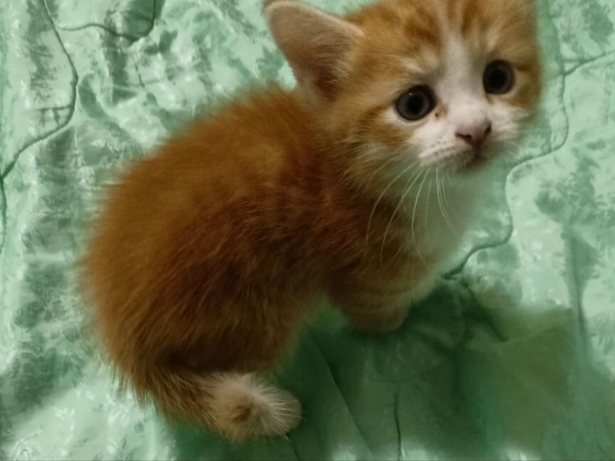 Рыжий котик в добрые руки