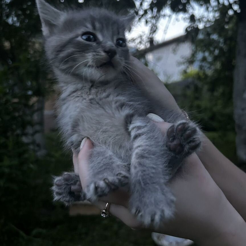 Котёнок в добрые руки