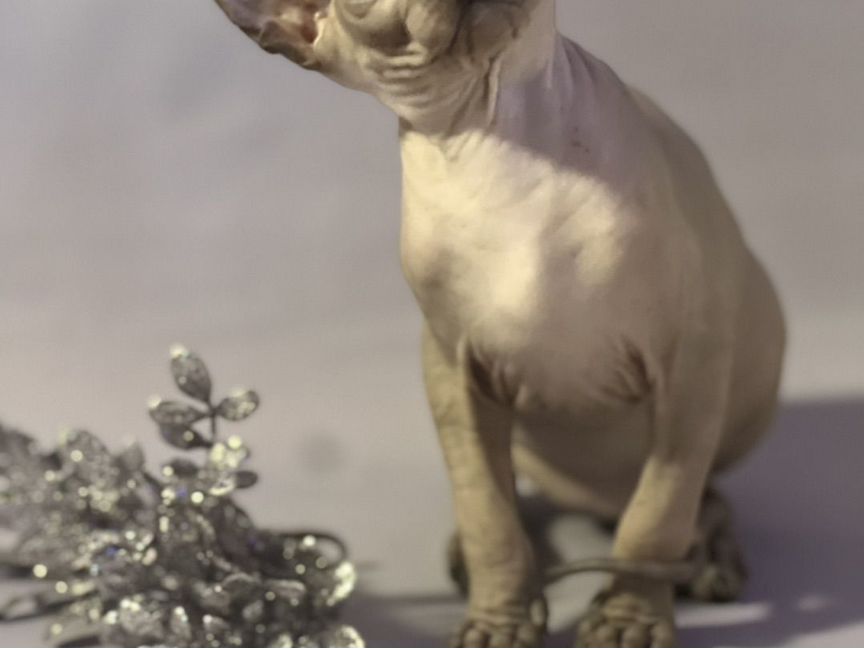 Котенок эльф с синими глазами