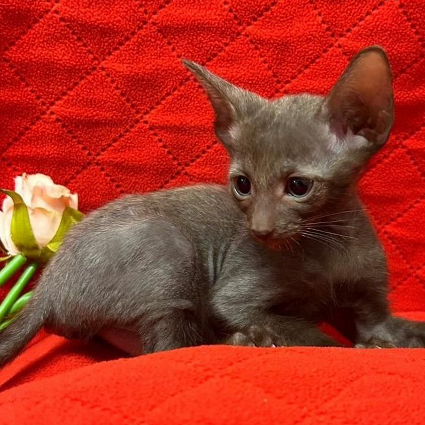 Ориенталочка Гавана